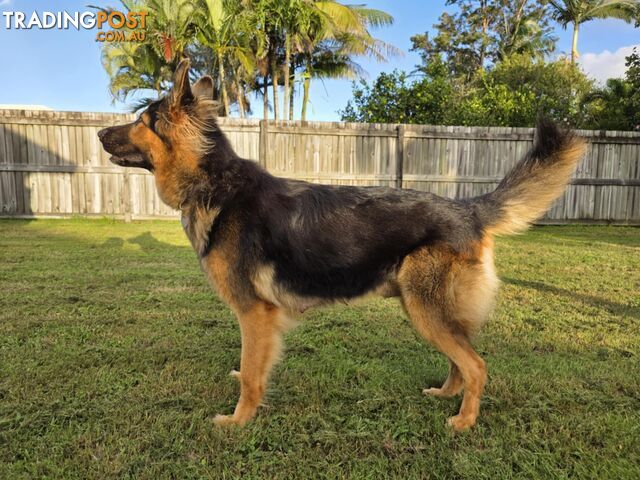 Border Collie x German Shepherd Shollie Puppy