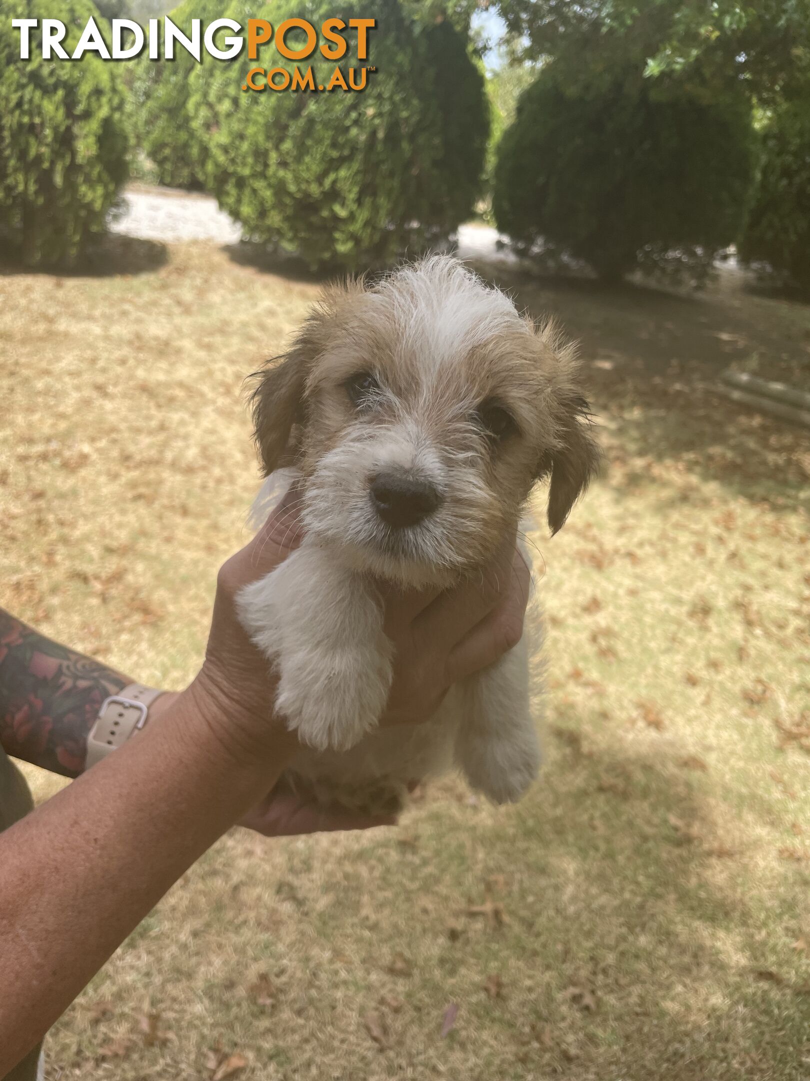 Jack Russell