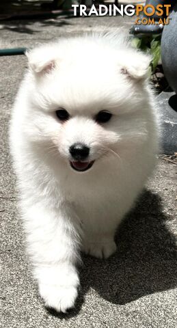 Purebred Japanese Spitz puppies ANKC registered
