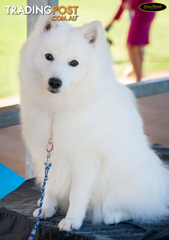 Purebred Japanese Spitz puppies ANKC registered