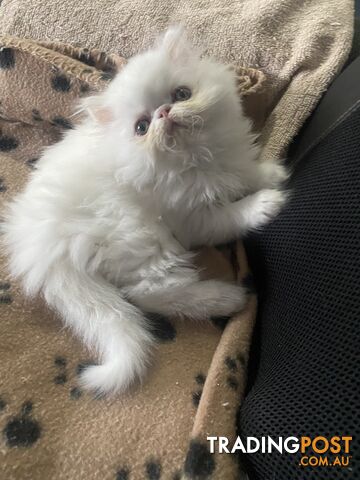 18 Cats & Kittens in Victoria