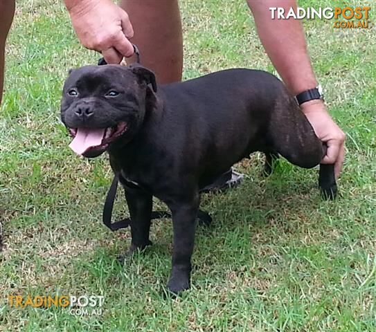 FEMALE STAFFORDSHIRE BULL TERRIER