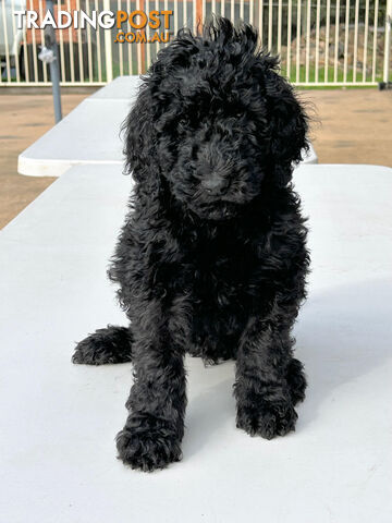 ADORABLE PUREBRED STANDARD POODLES
