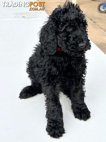 ADORABLE PUREBRED STANDARD POODLES