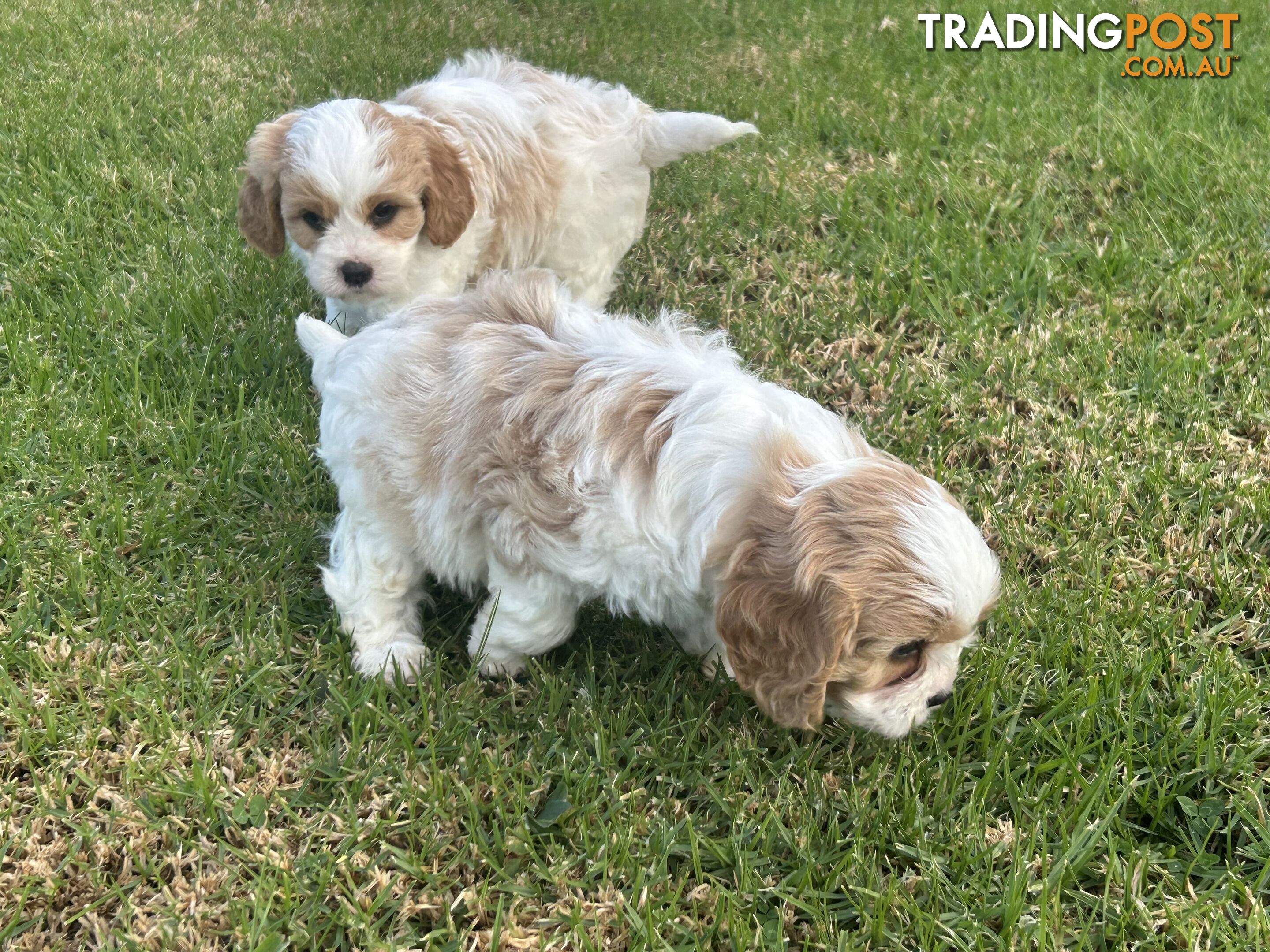 cavalier x cavoodle puppies