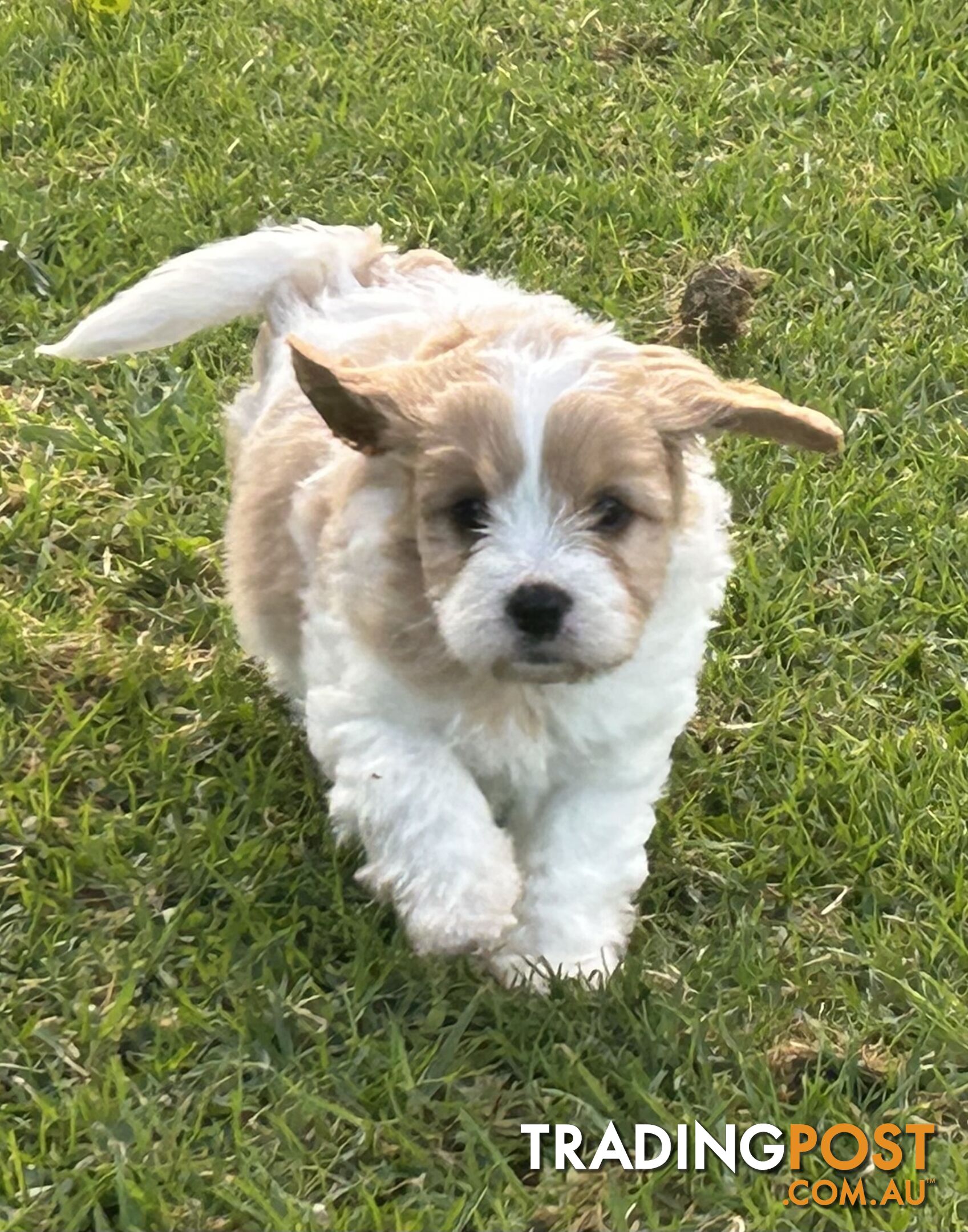 cavalier x cavoodle puppies
