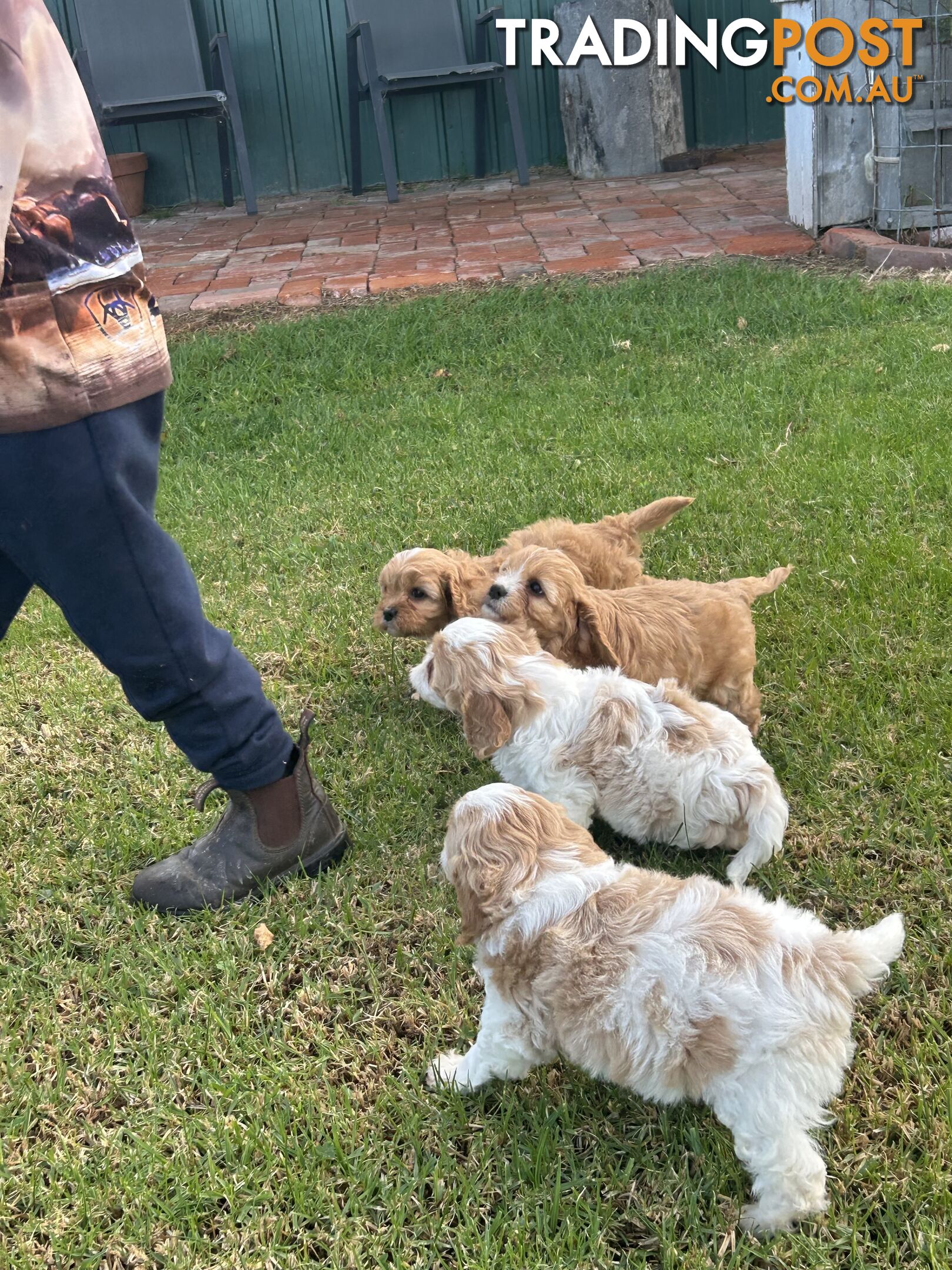 cavalier x cavoodle puppies