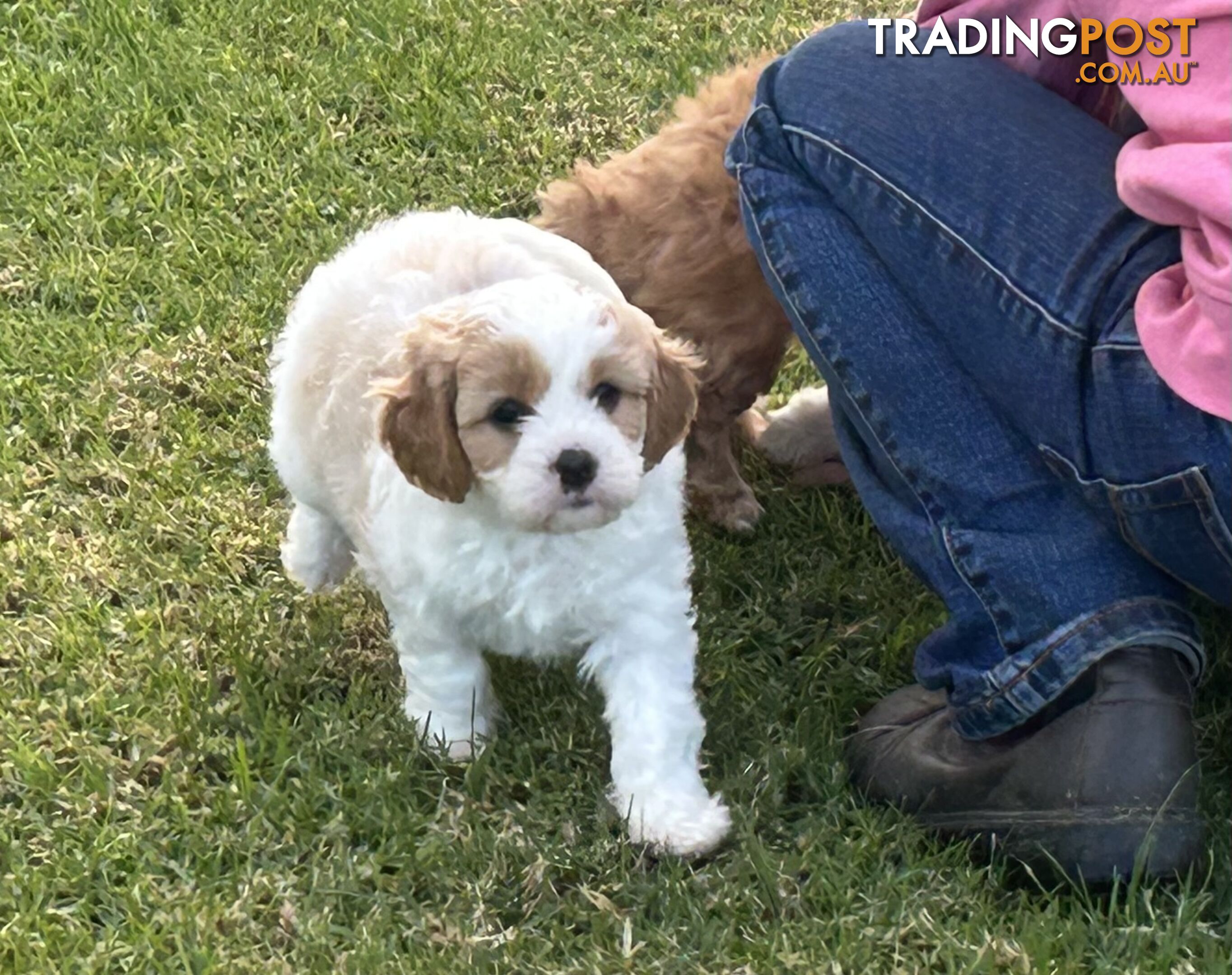 cavalier x cavoodle puppies