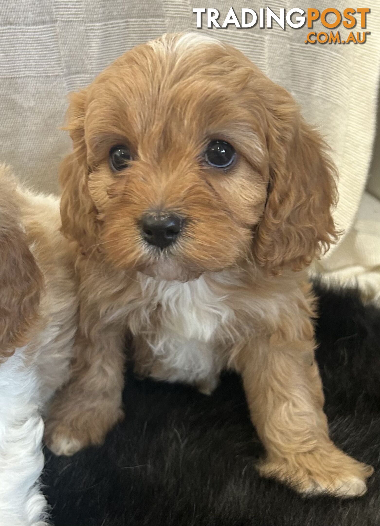 cavalier x cavoodle puppies