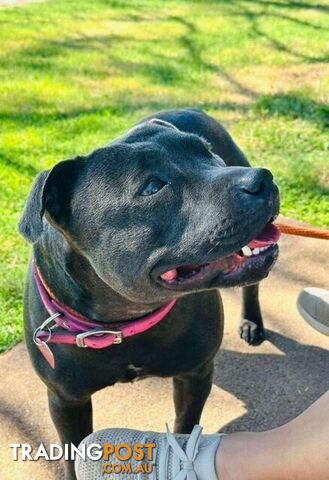 Pure Breed Blue Staffy