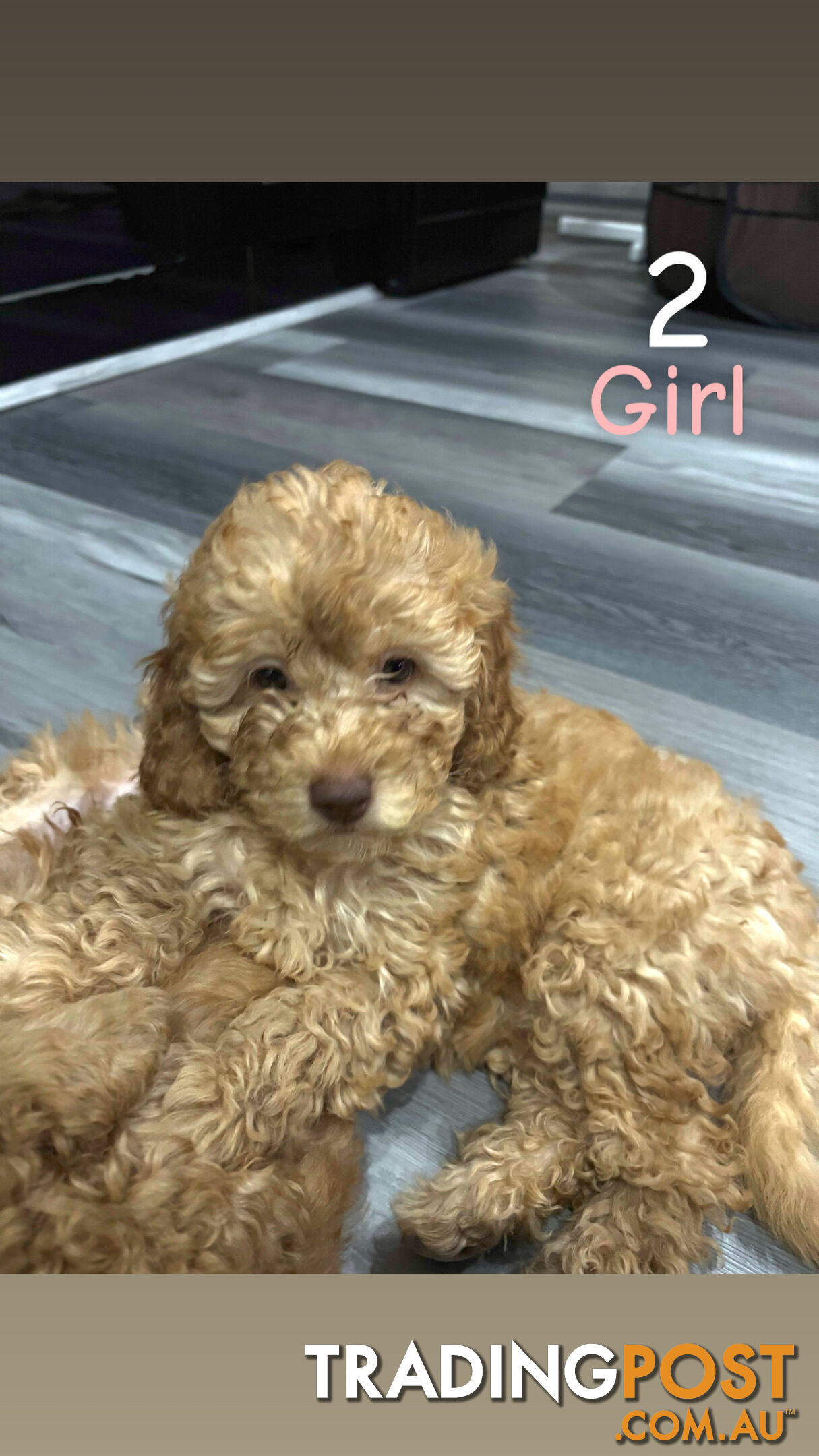 Gorgeous Ruby Cavoodle Puppies Vaccinated and Wormed Family Raised for ...