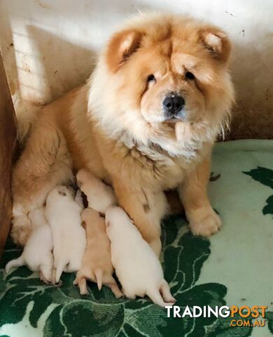 Very gorgeous Chow Chow x Japanese Spitz Puppies for Sale