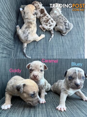 Puppies for Sale for "English Staffy"