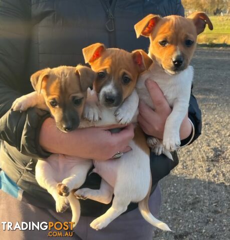 Jack Russell pups