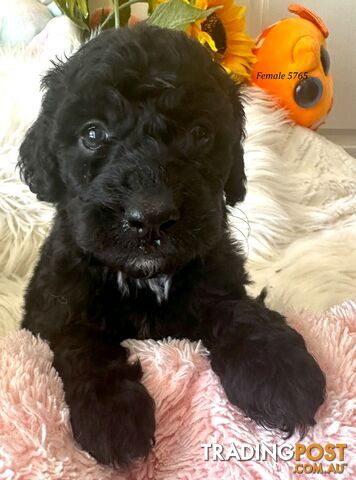 Spoodle