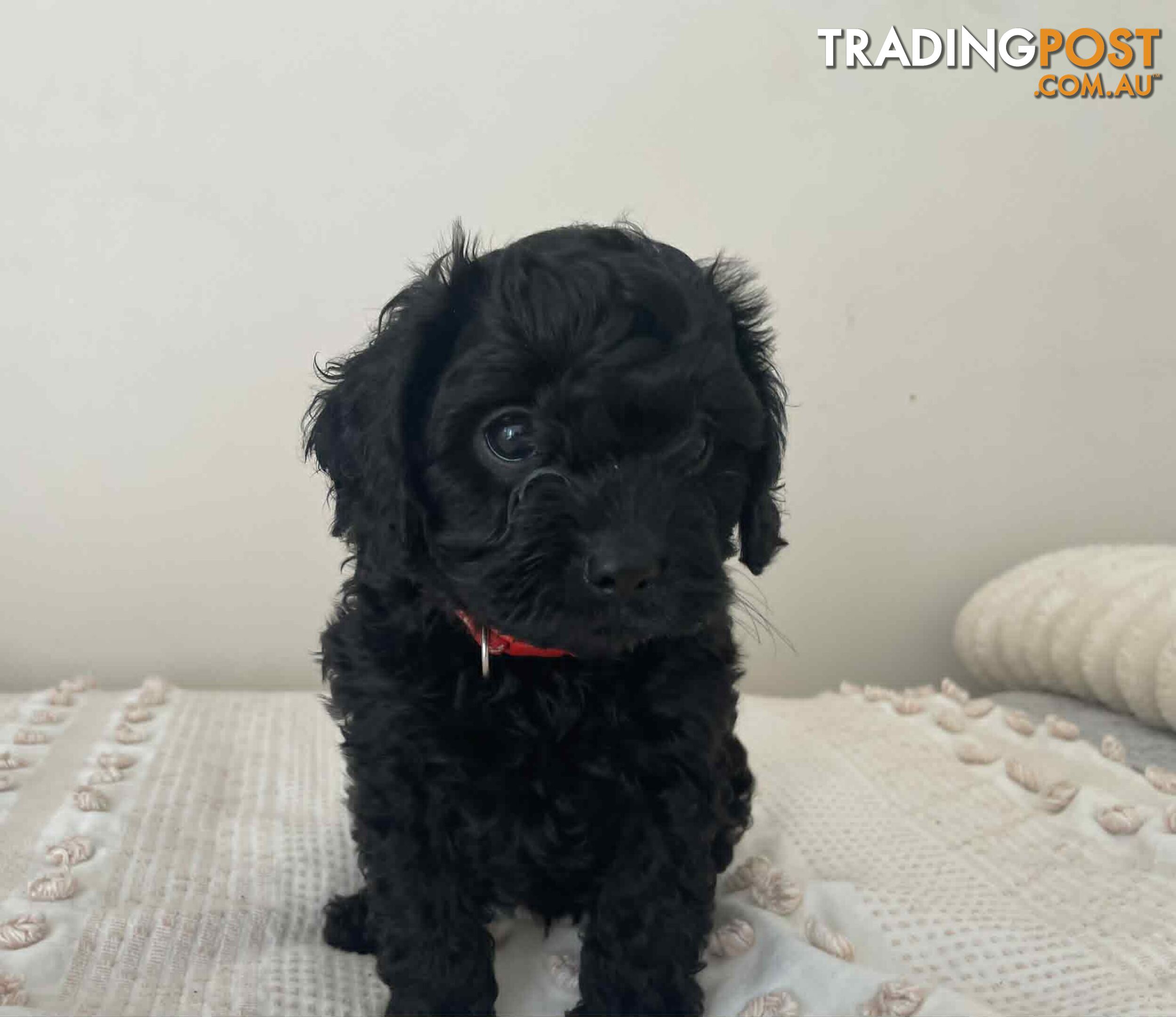 last 3 Adorable 1st generation toy cavoodle boy puppies ready for ...