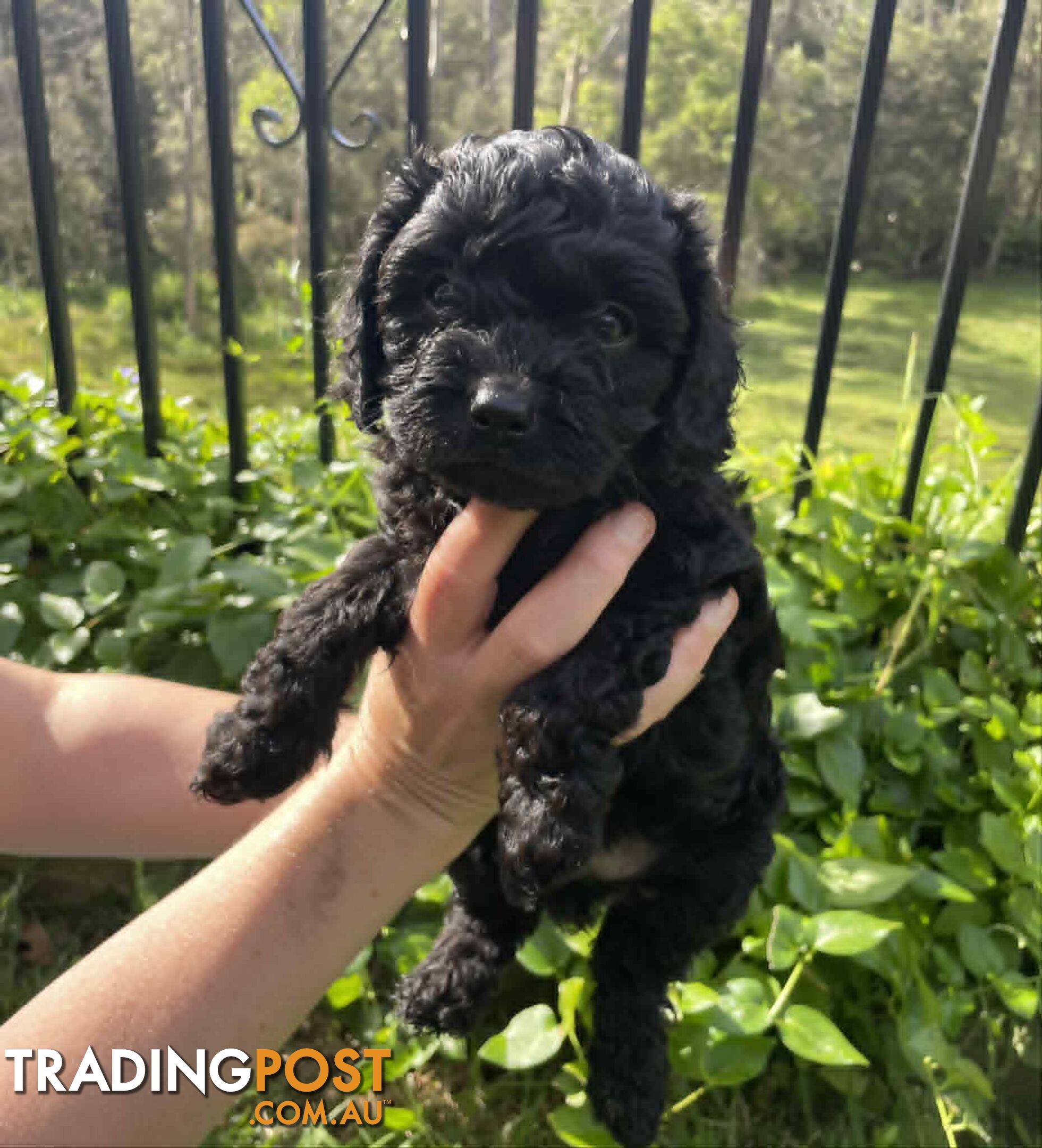 last 3 Adorable 1st generation toy cavoodle boy puppies ready for ...