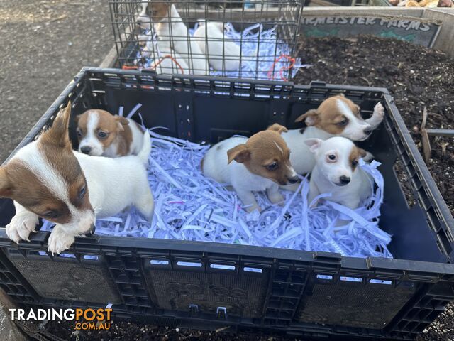 11 Jack Russell Terrier Puppies in Australia