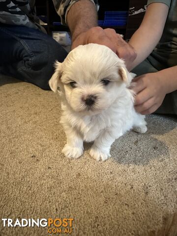 Maltese x Shihtzu puppies currently 5 weeks old