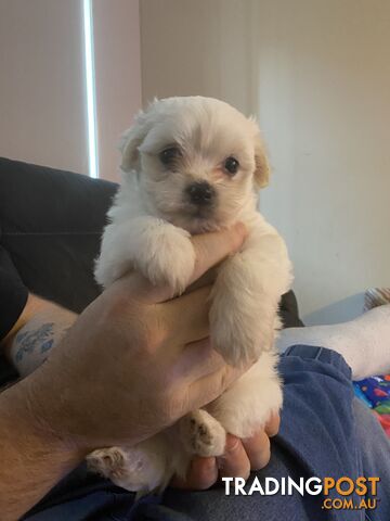 Maltese Shih Tzu Puppies For Sale