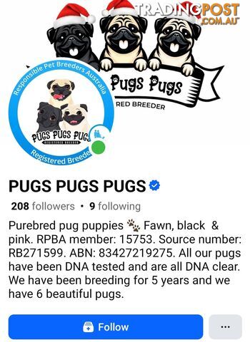 Purebred Pug Puppies Pink
